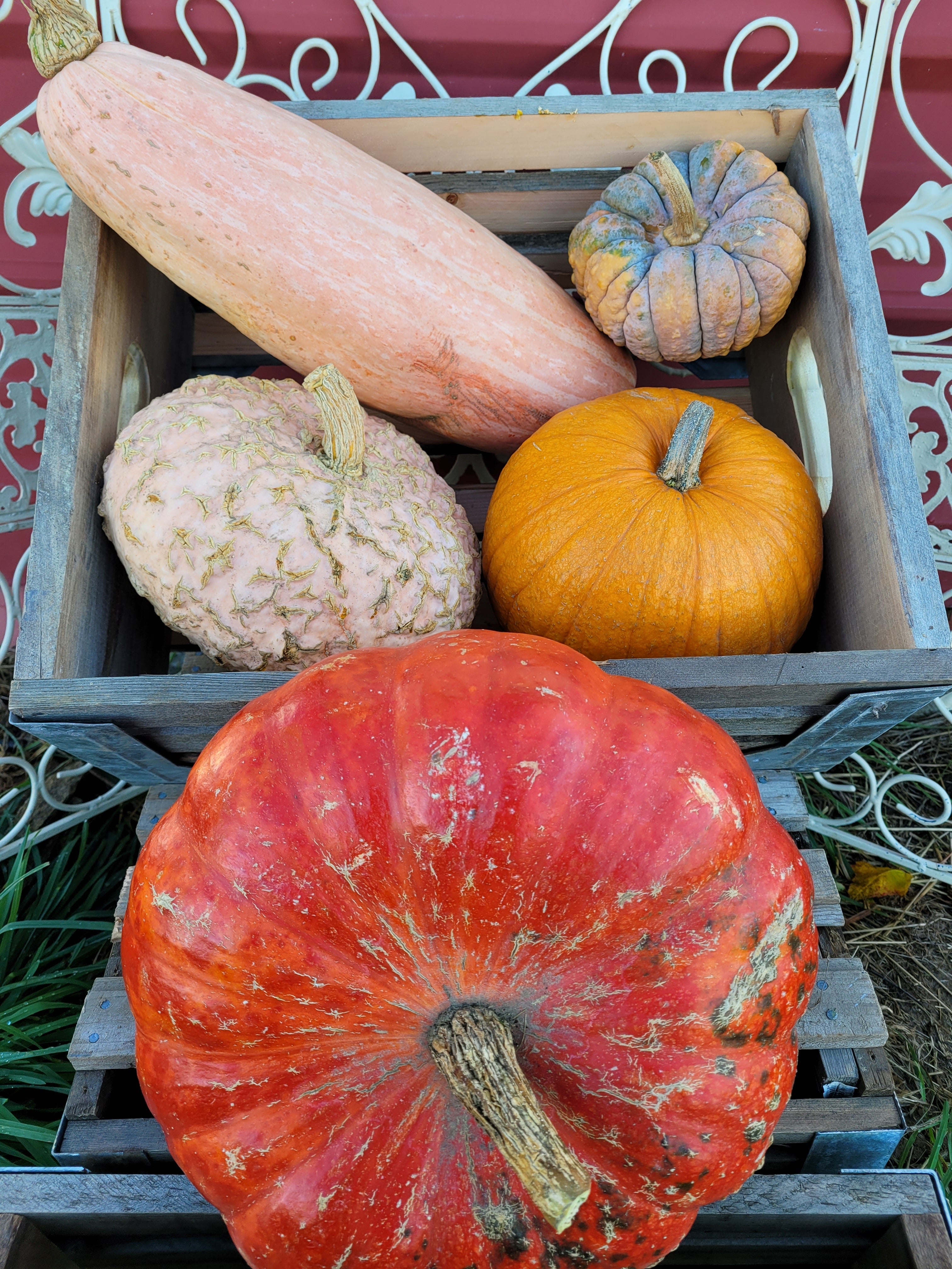 Sweet Tooth Pumpkin Collection - Pies and Breads – Knapp's U-Pick Farm