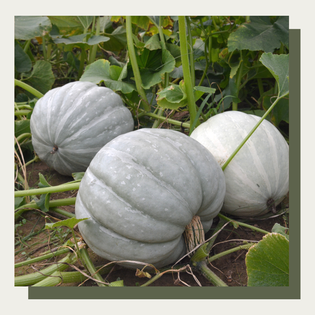 White Delight – Knapp's U-Pick Farm